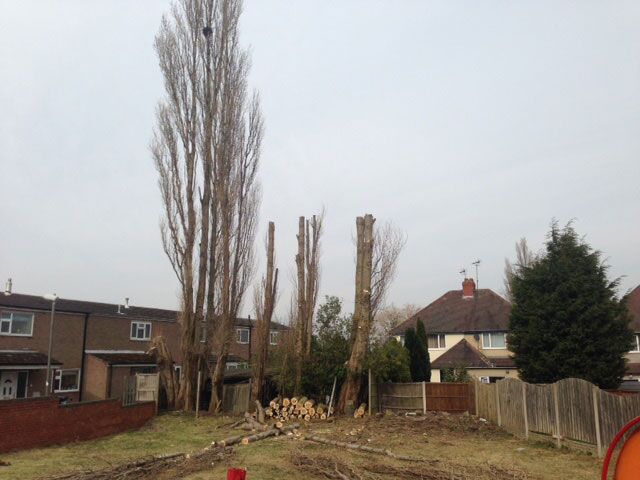 Poplar Trees Reduced in Height - Hands on Tree Care