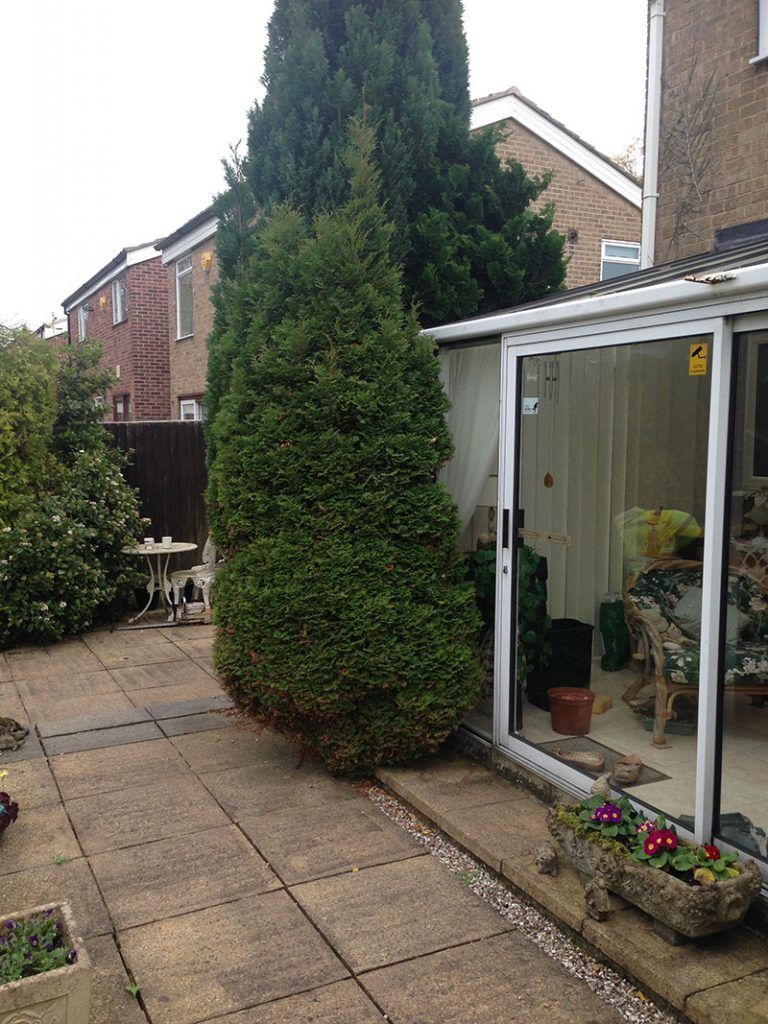 Conifer Removal From Patio - Tree Felling - Hands on Tree Care
