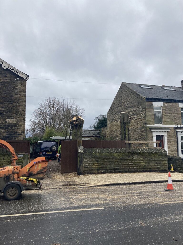 Pollarding Lime Trees at Norfolk Park, Sheffield - Hands on Tree Care