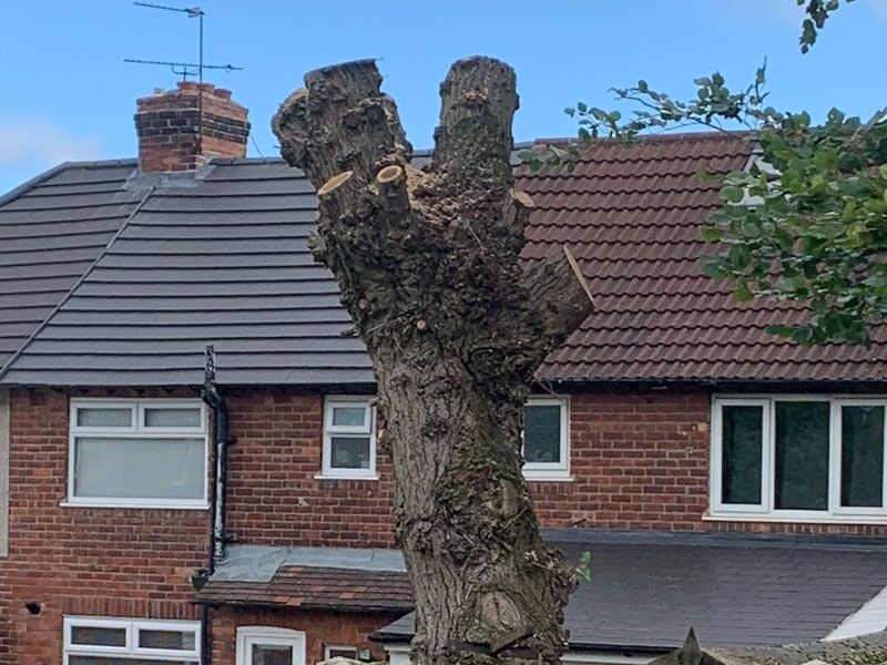 Poplar Tree Pollarded in Sheffield - Hands on Tree Care