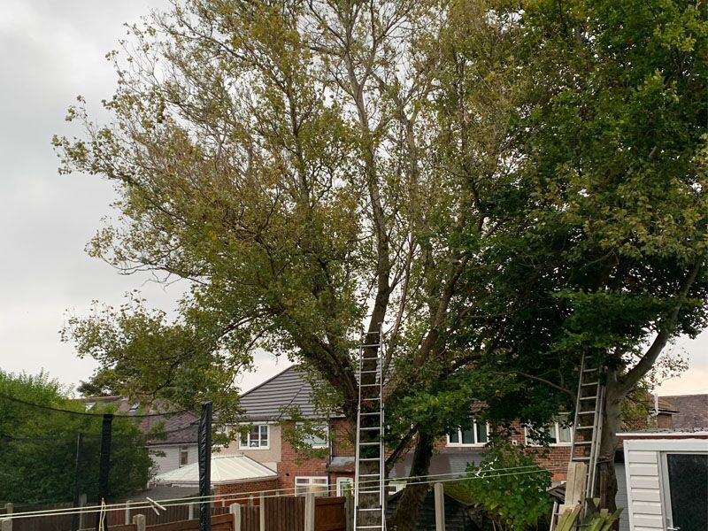 Poplar Tree Pollarded in Sheffield - Hands on Tree Care