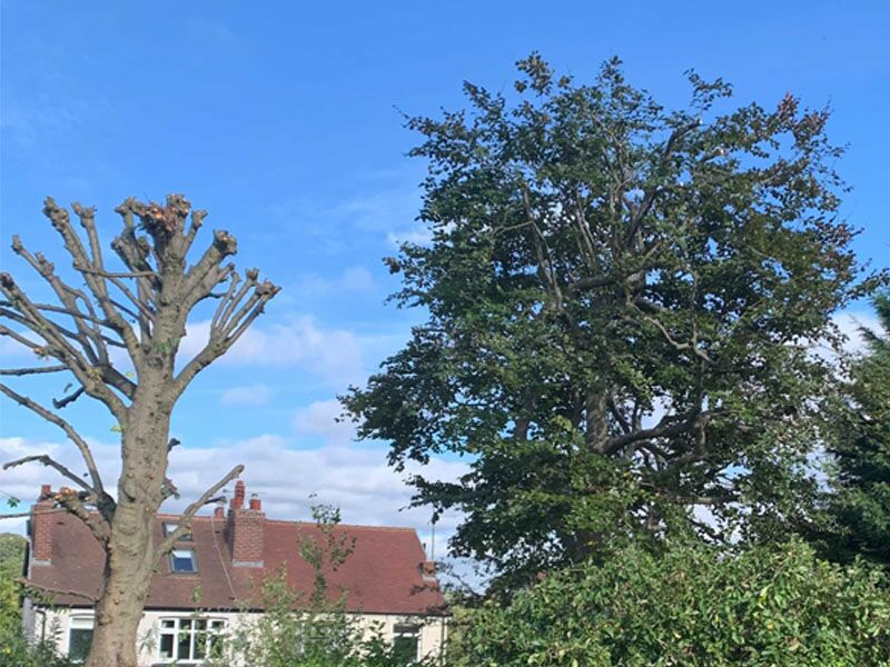 Lime Tree Pollarding - Hands on Tree Care