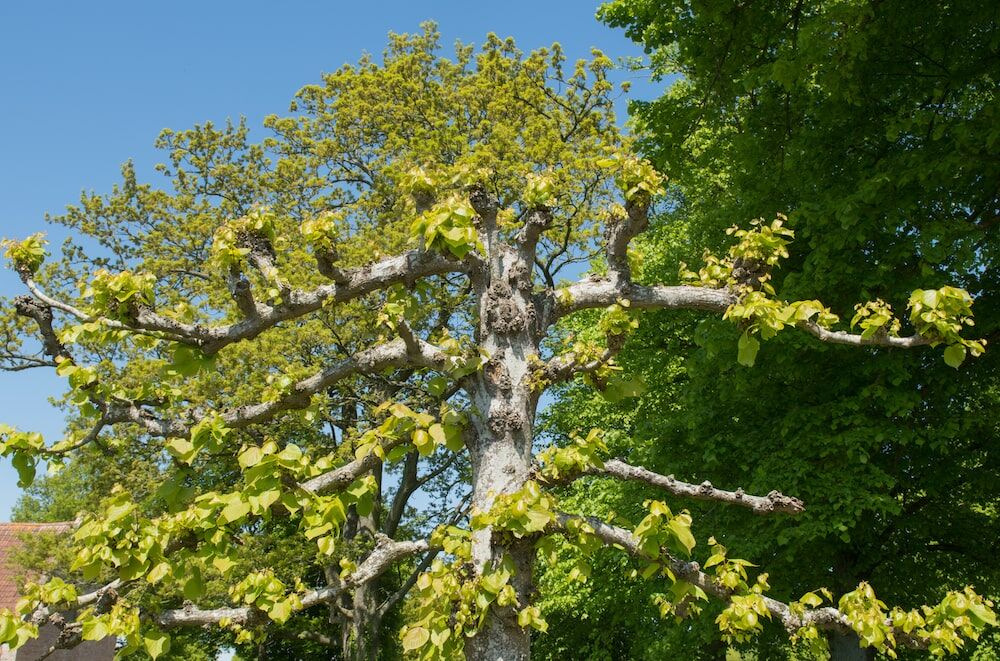 Pollarding Lime Trees an Essential Guide - Hands on Tree Care